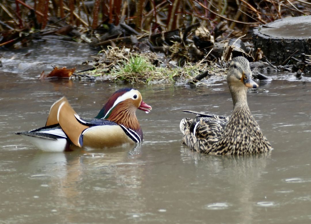 Sasquack! - Murr Brewster