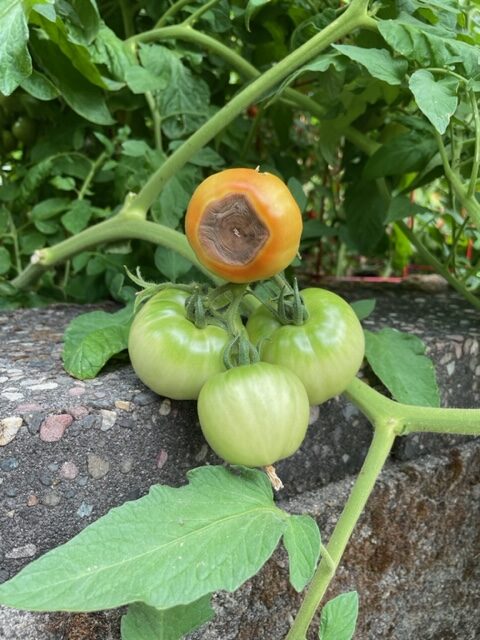 How to make your own lore at home - Murr Brewster