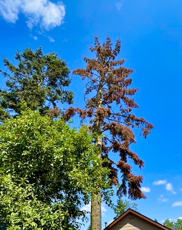 Diddling the dog - Murr Brewster