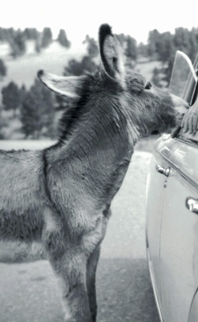 Doin' the donkey chomp - Murr Brewster