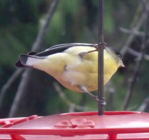 The magnificent butt-chirp of love - Murr Brewster